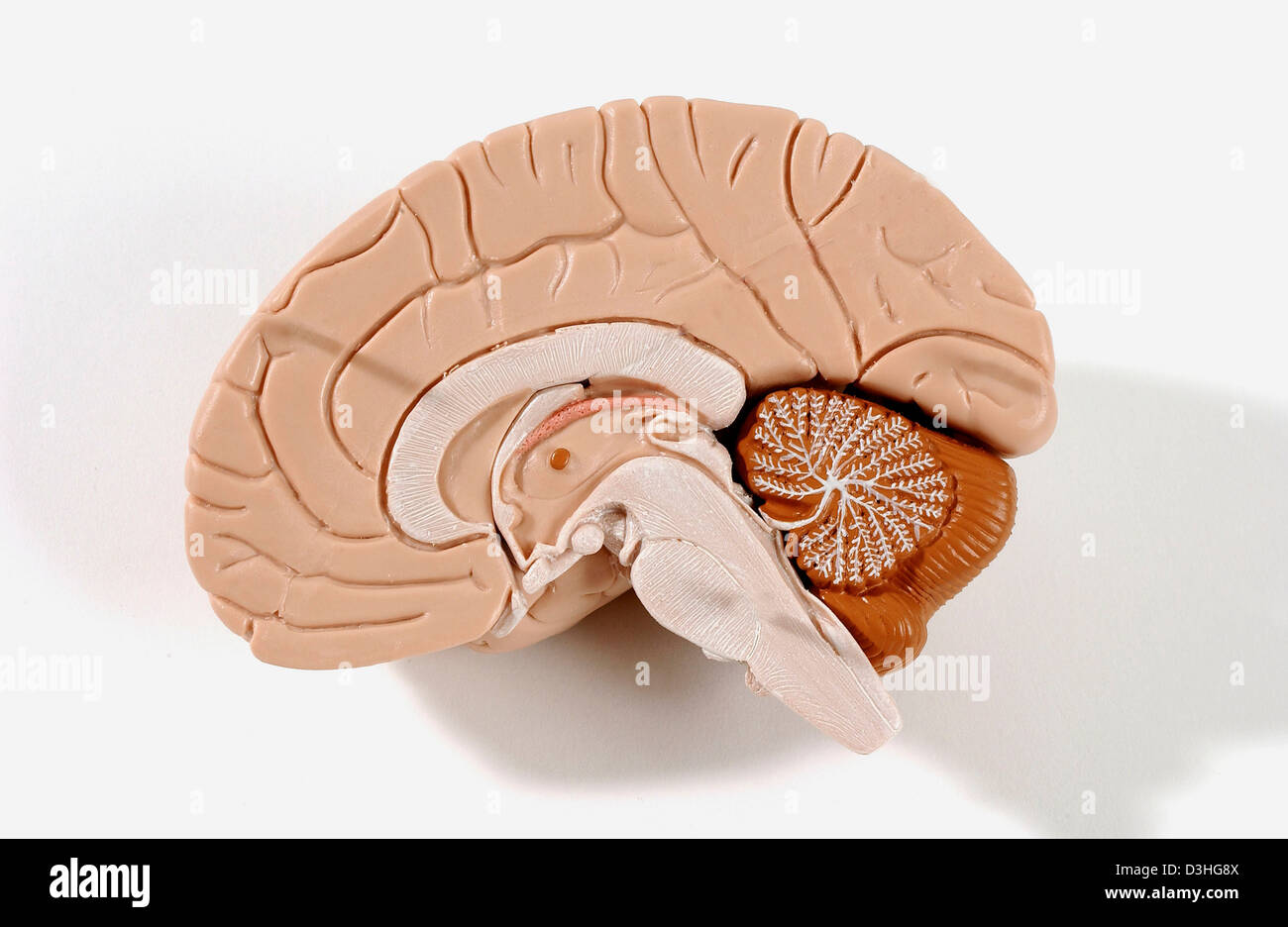 ANATOMY OF THE BRAIN Stock Photo - Alamy