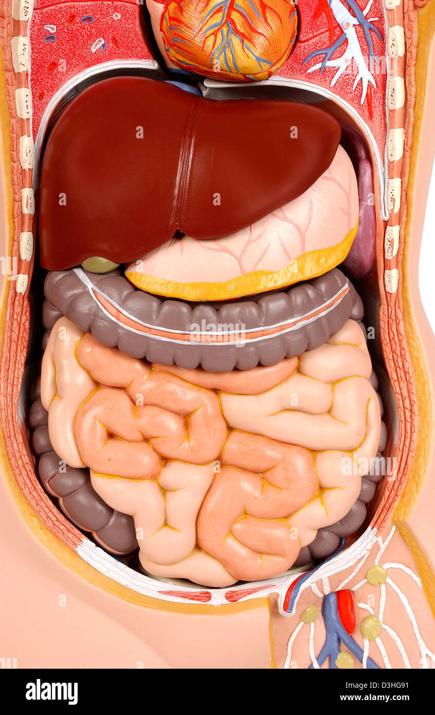 Splenic angle of the colon hi-res stock photography and images - Alamy
