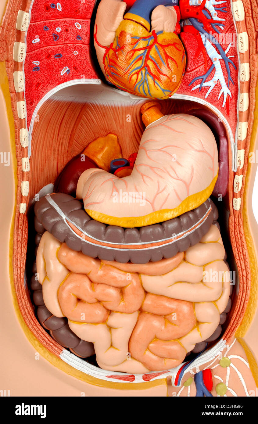 Cardiac Sphincter Location