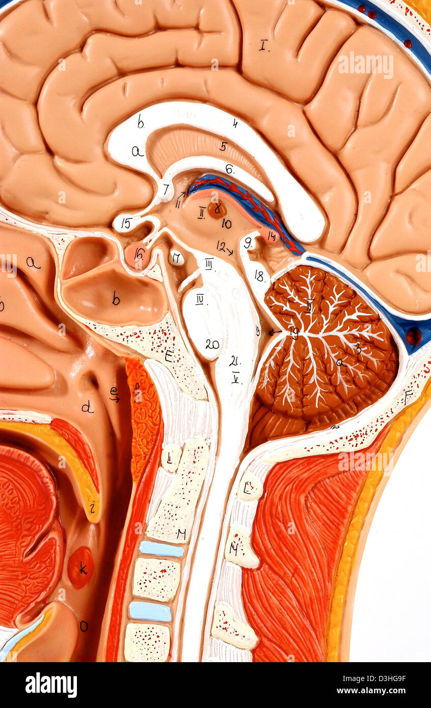Cortical column hi-res stock photography and images - Alamy
