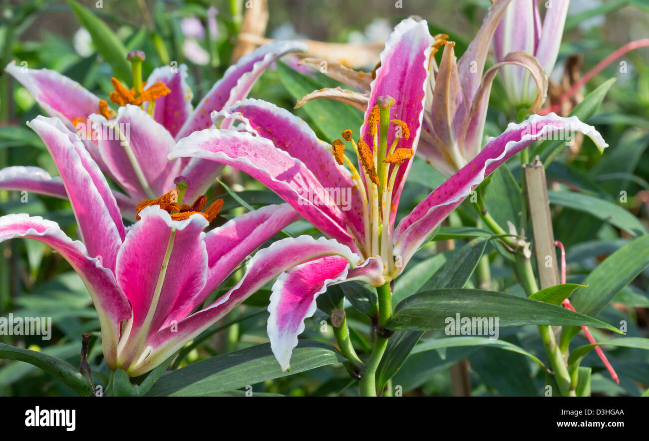 Pink Lily Flowers in the Garden Stock Photo - Alamy