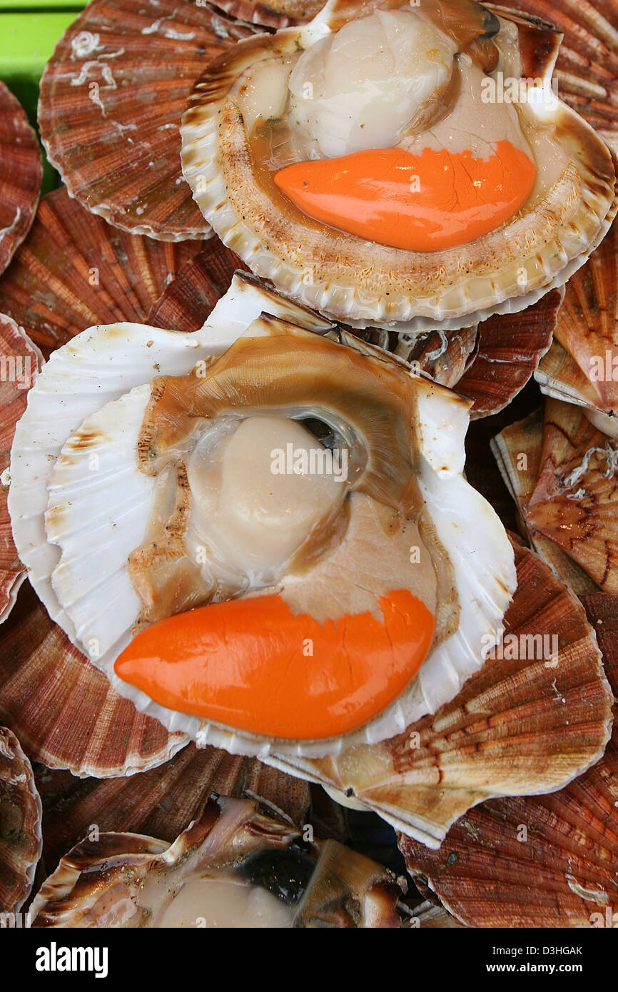 Pecten sp scallop hi-res stock photography and images - Alamy