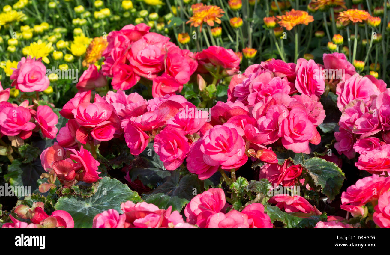 Rose like flowers hi-res stock photography and images - Alamy