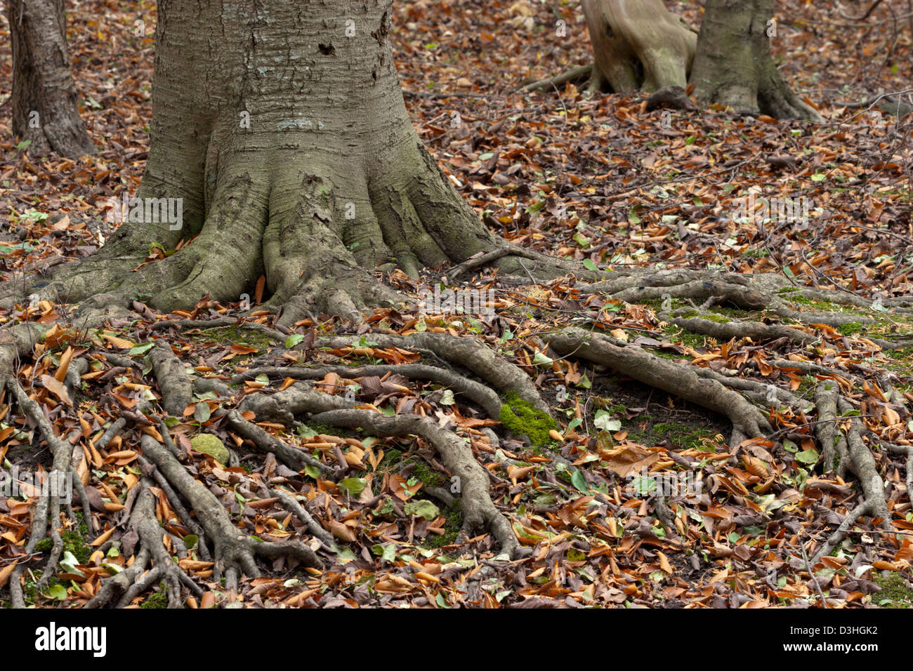 tree roots fall colors tangled mess beech tree Stock Photo - Alamy