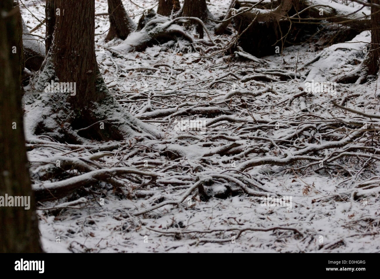 tree roots snow covered tangled mess Stock Photo - Alamy