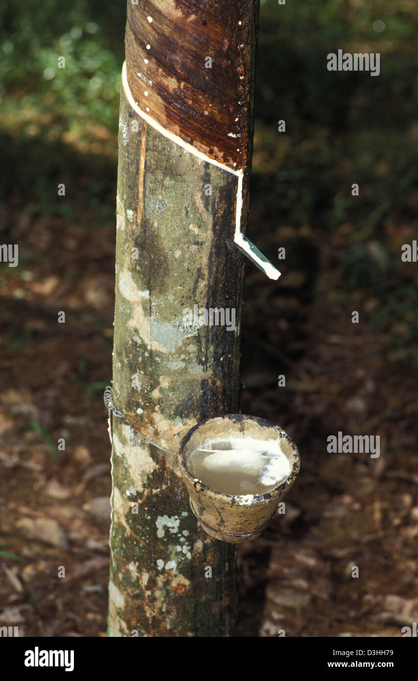 Malaysia rubber plantations hi-res stock photography and images - Alamy
