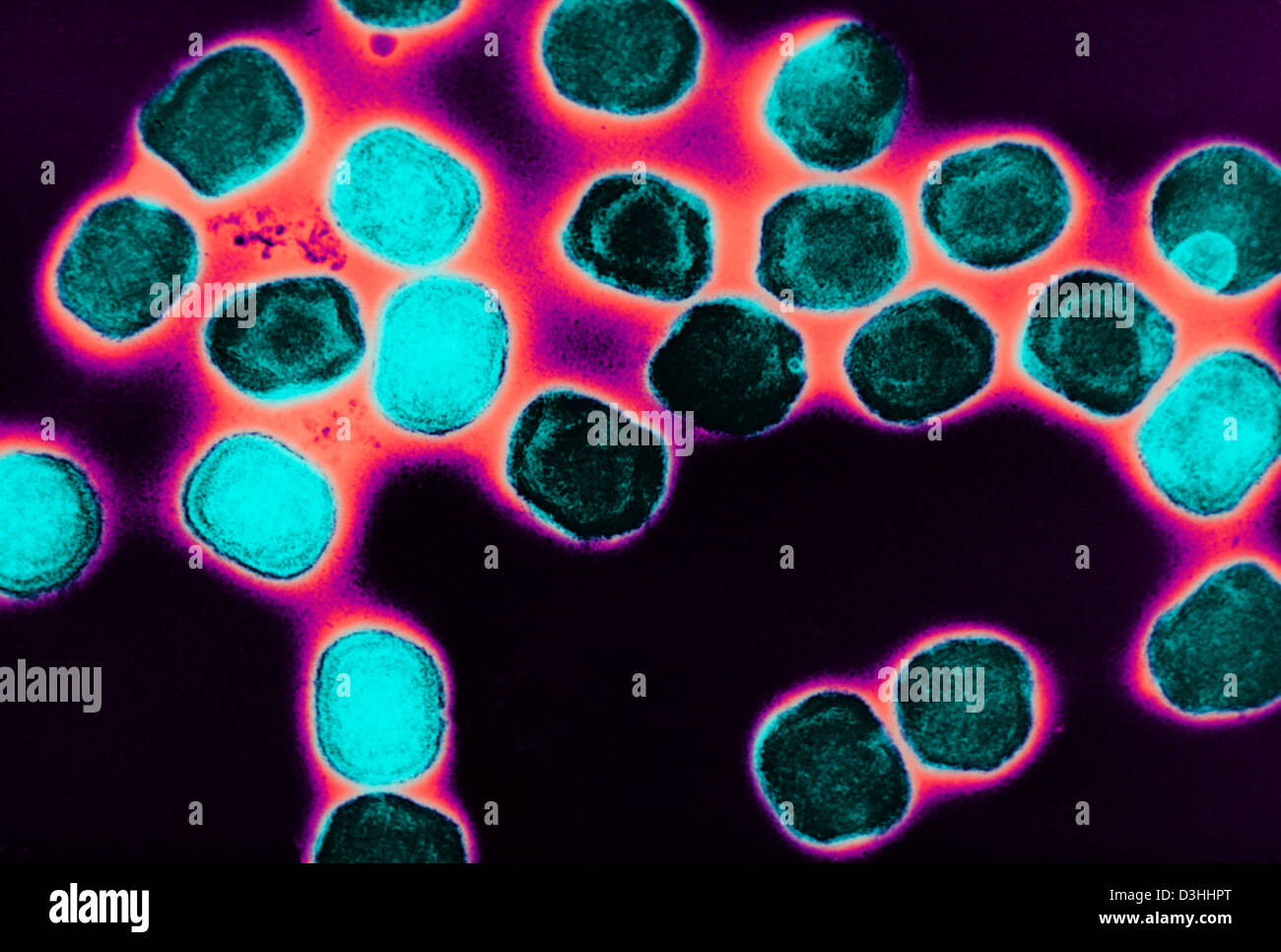 Vaccinia virus hi-res stock photography and images - Alamy