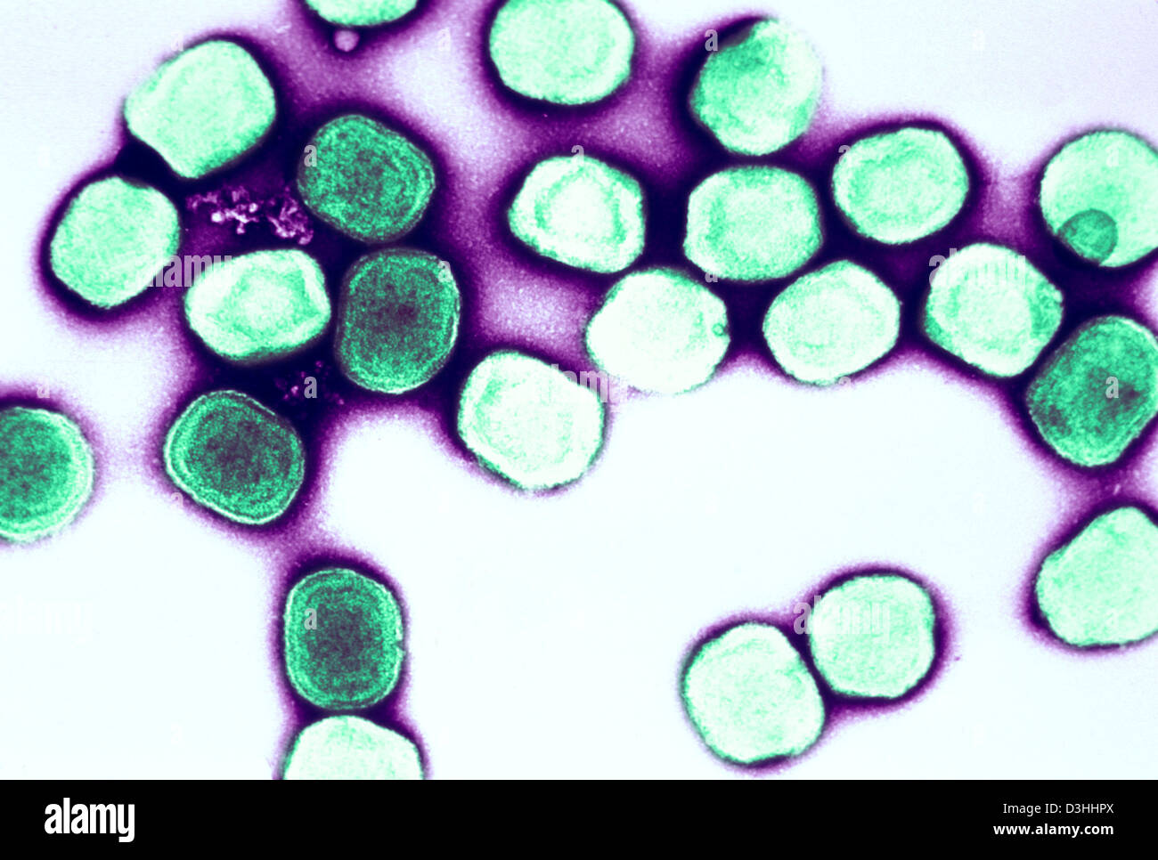 Vaccinia virus hi-res stock photography and images - Alamy