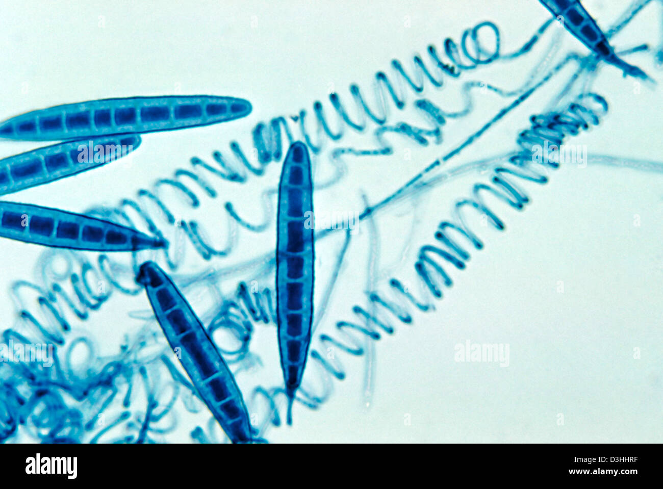 Fungus arthroderma hi-res stock photography and images - Alamy