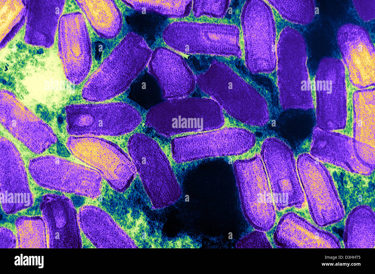 VESICULAR STOMATITIS VIRUS Stock Photo - Alamy
