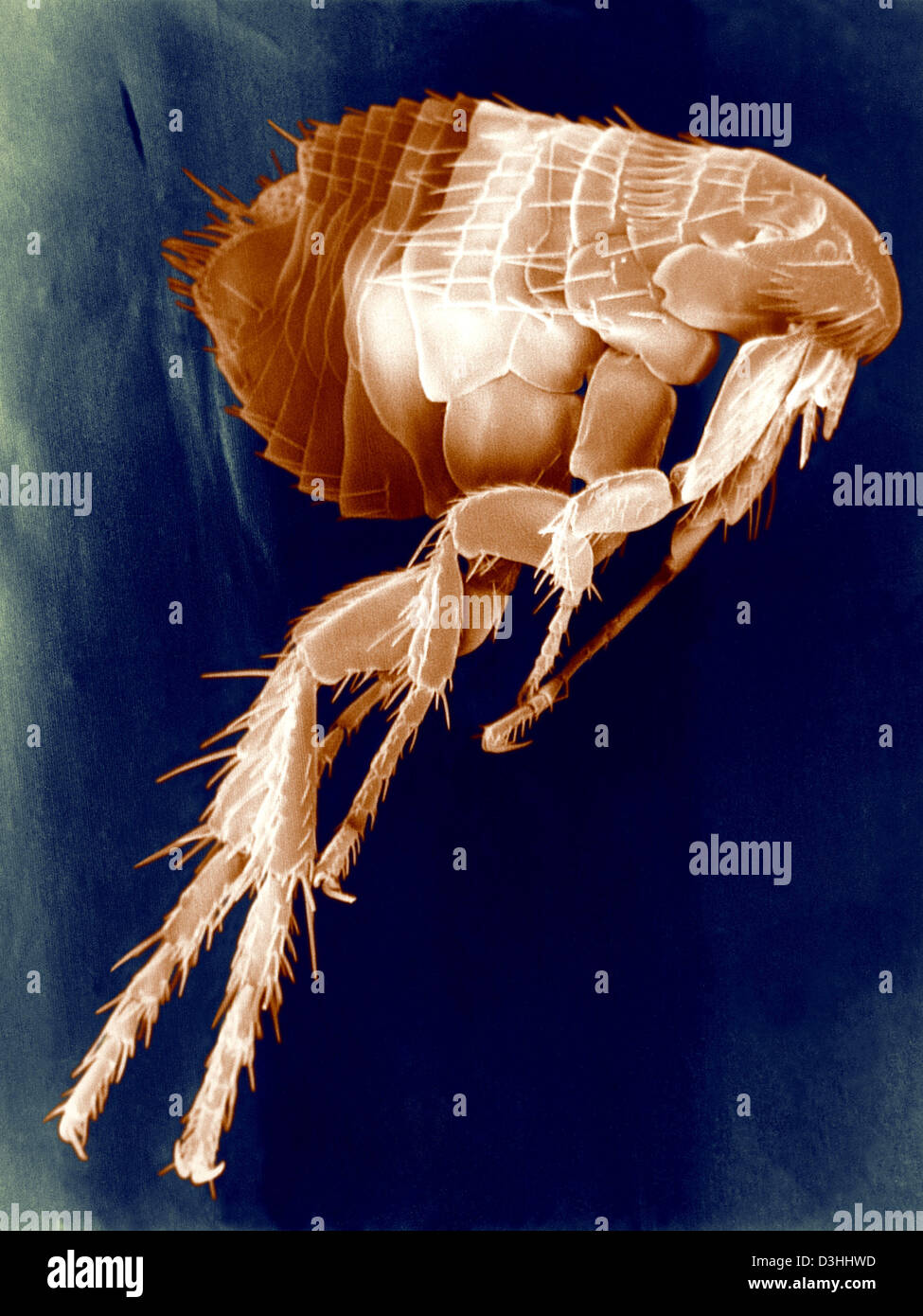 Scanning electron microscope flea hi-res stock photography and images ...
