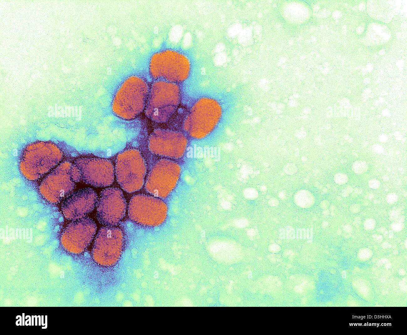 Smallpox virus microscope hi-res stock photography and images - Alamy