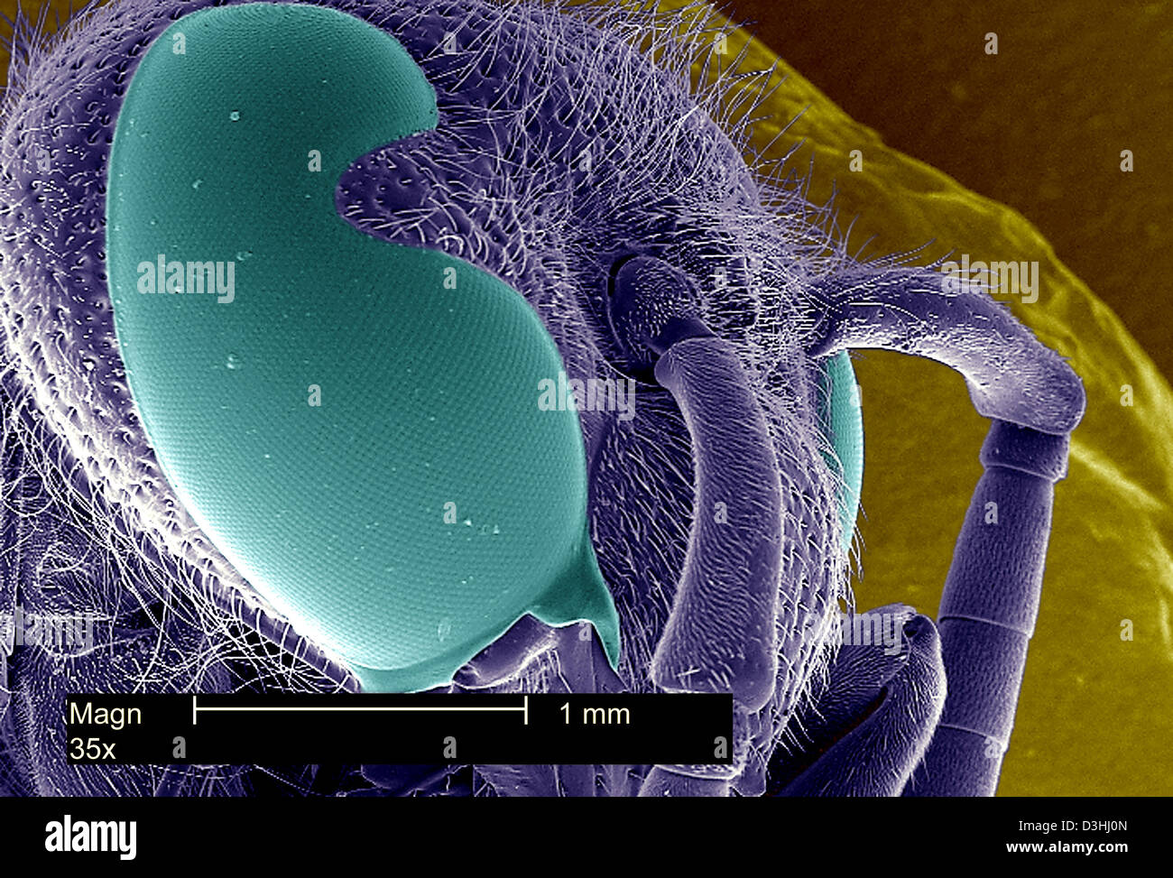 Compound eye sem hi-res stock photography and images - Alamy