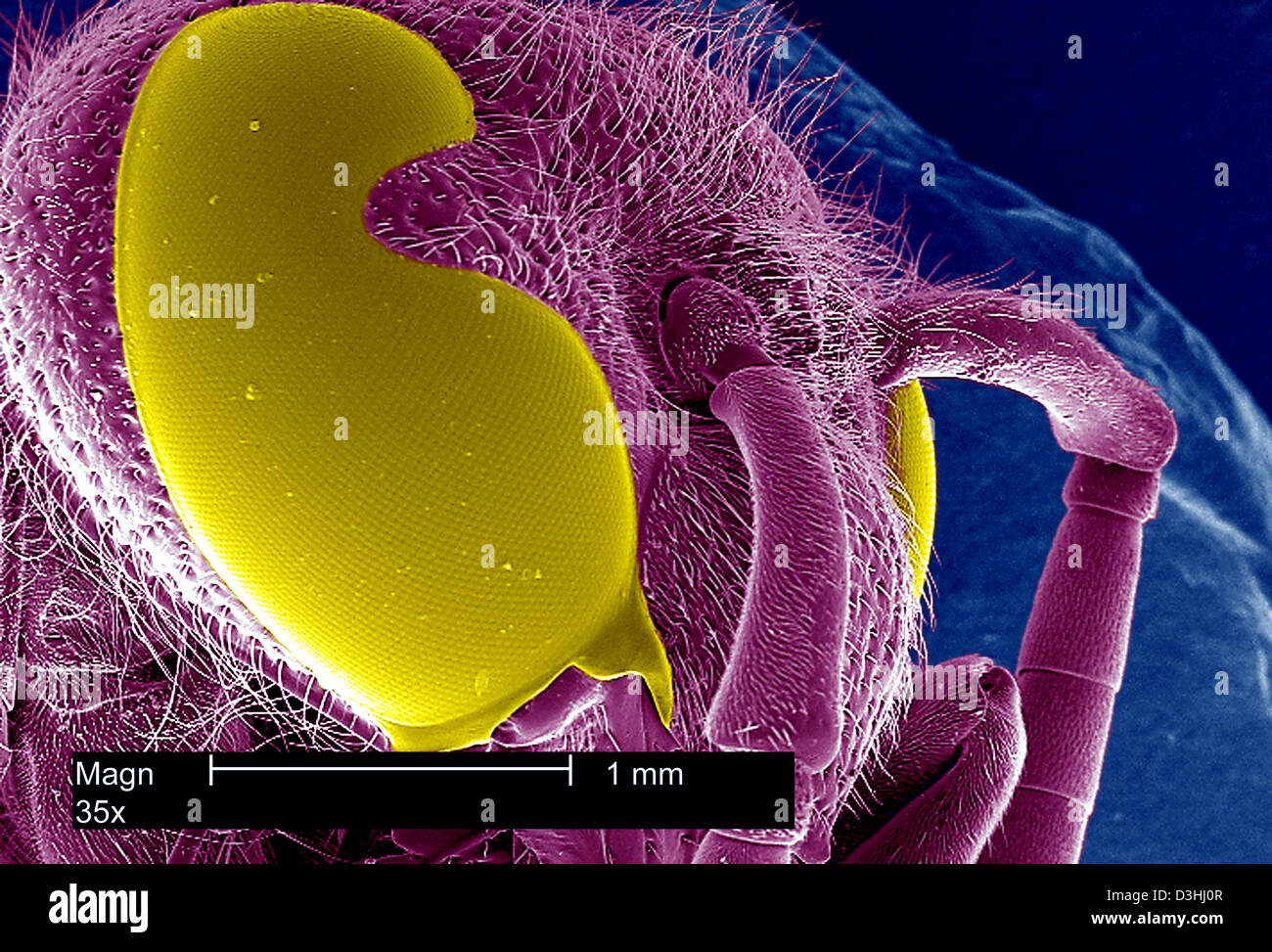 WASP EYE, SEM Stock Photo - Alamy