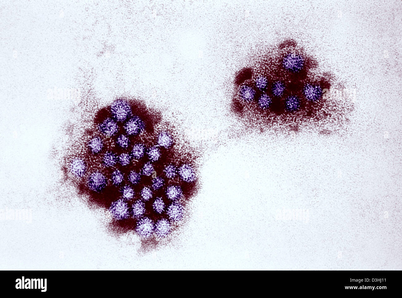 Caliciviridae hi-res stock photography and images - Alamy