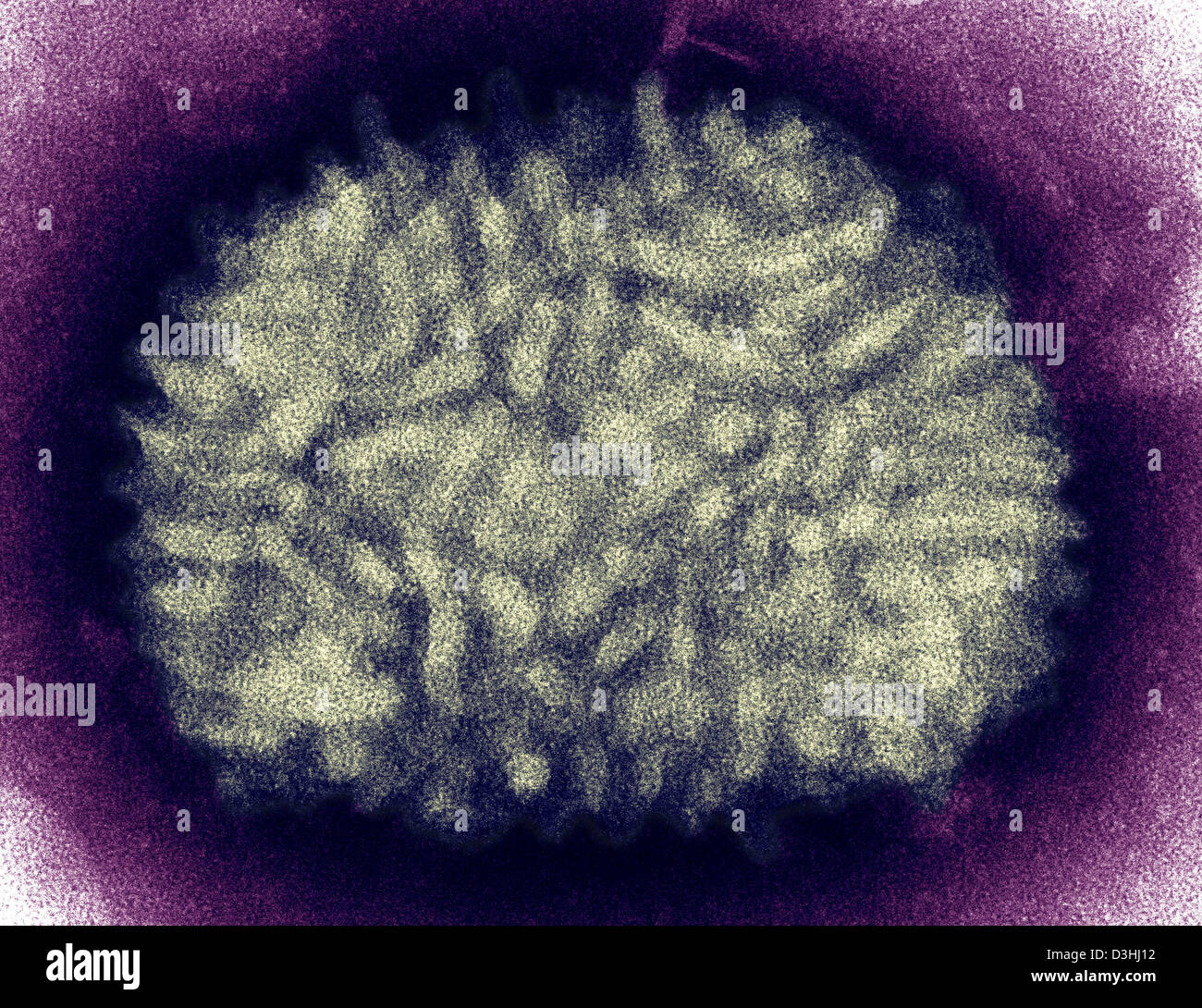 Smallpox virus microscope hi-res stock photography and images - Alamy