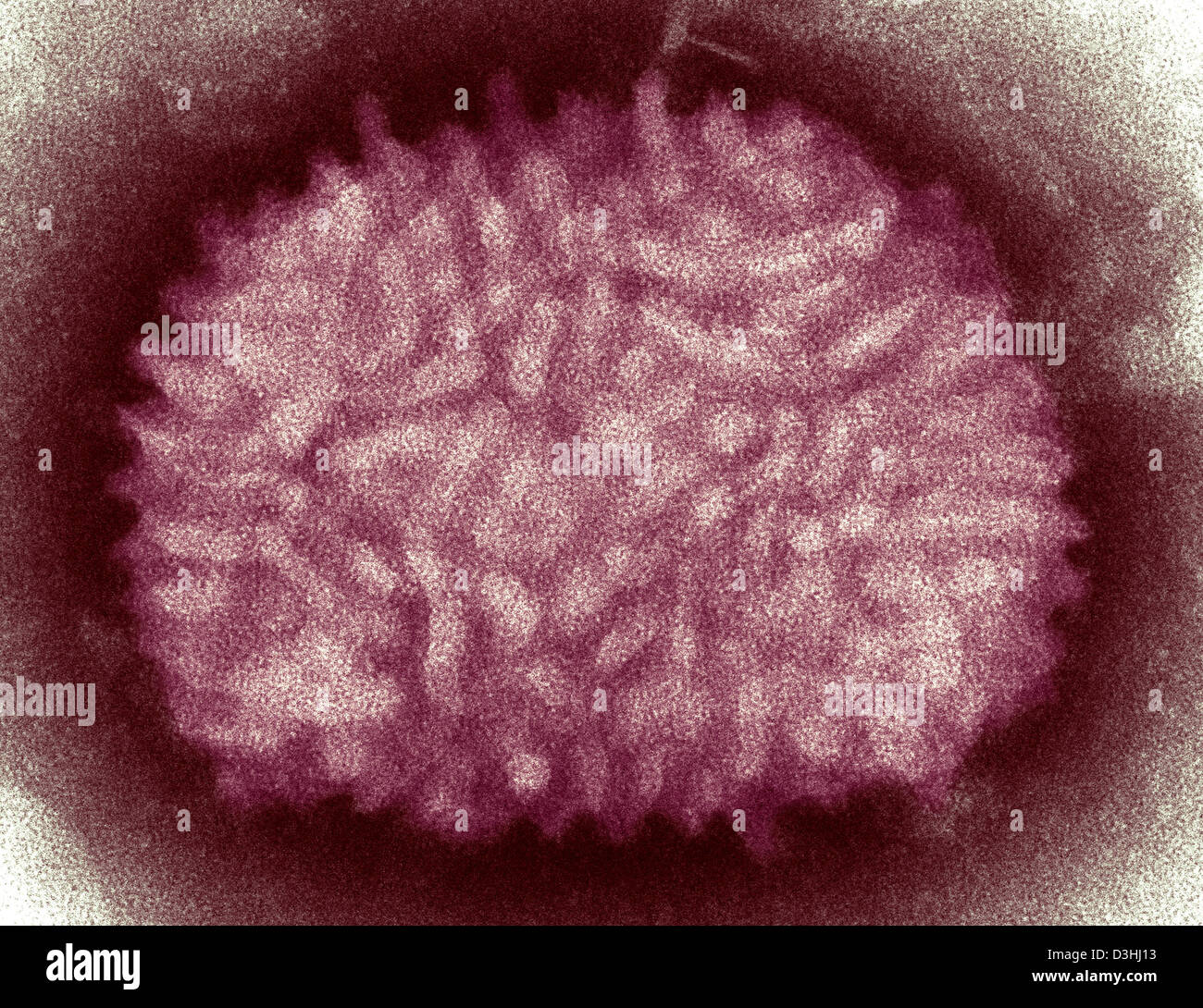 Cowpox hi-res stock photography and images - Alamy