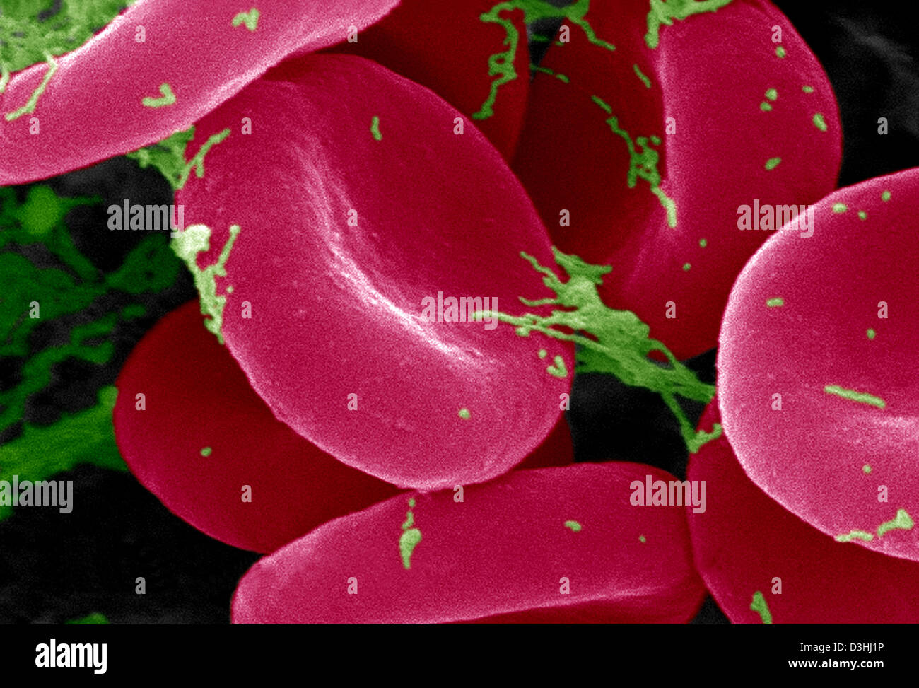 Red blood cell sem hi-res stock photography and images - Alamy