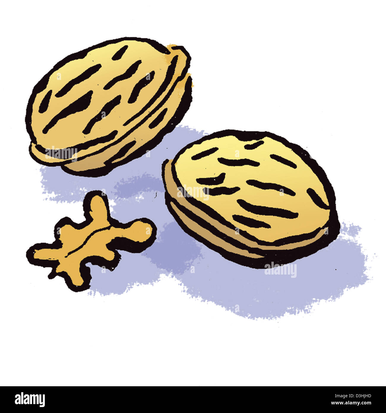 Walnut drawing hi-res stock photography and images - Alamy