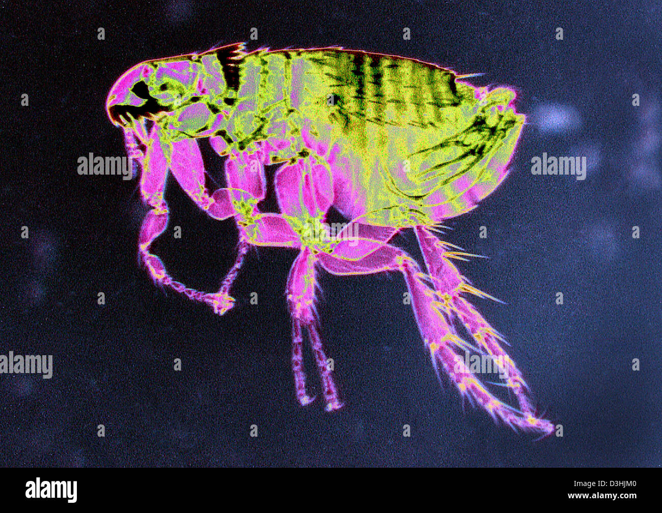 Fleas insect flea insect hi-res stock photography and images - Alamy