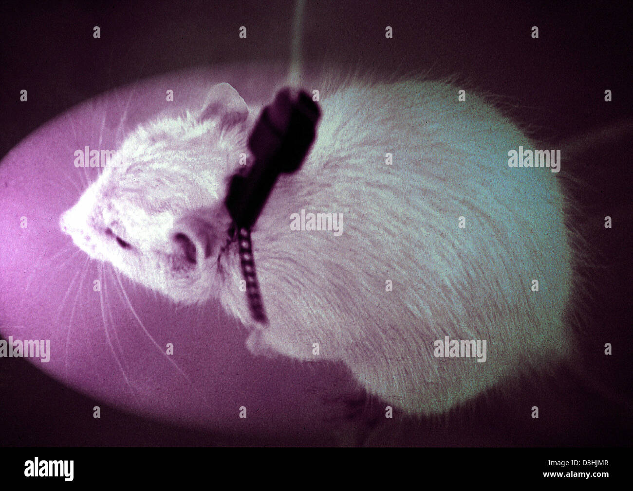 Experimental mouse hi-res stock photography and images - Alamy