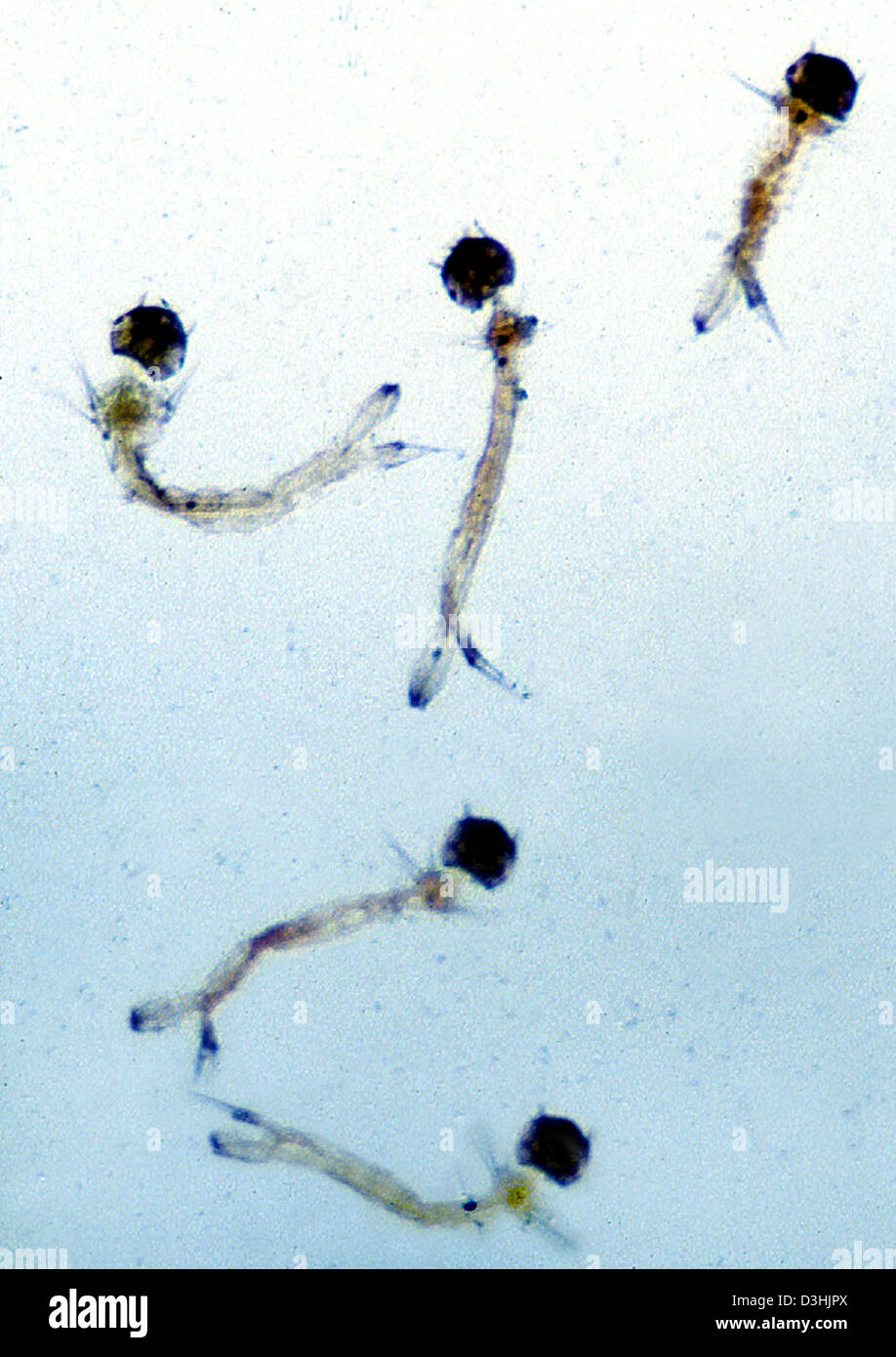Anopheles larva hi-res stock photography and images - Alamy