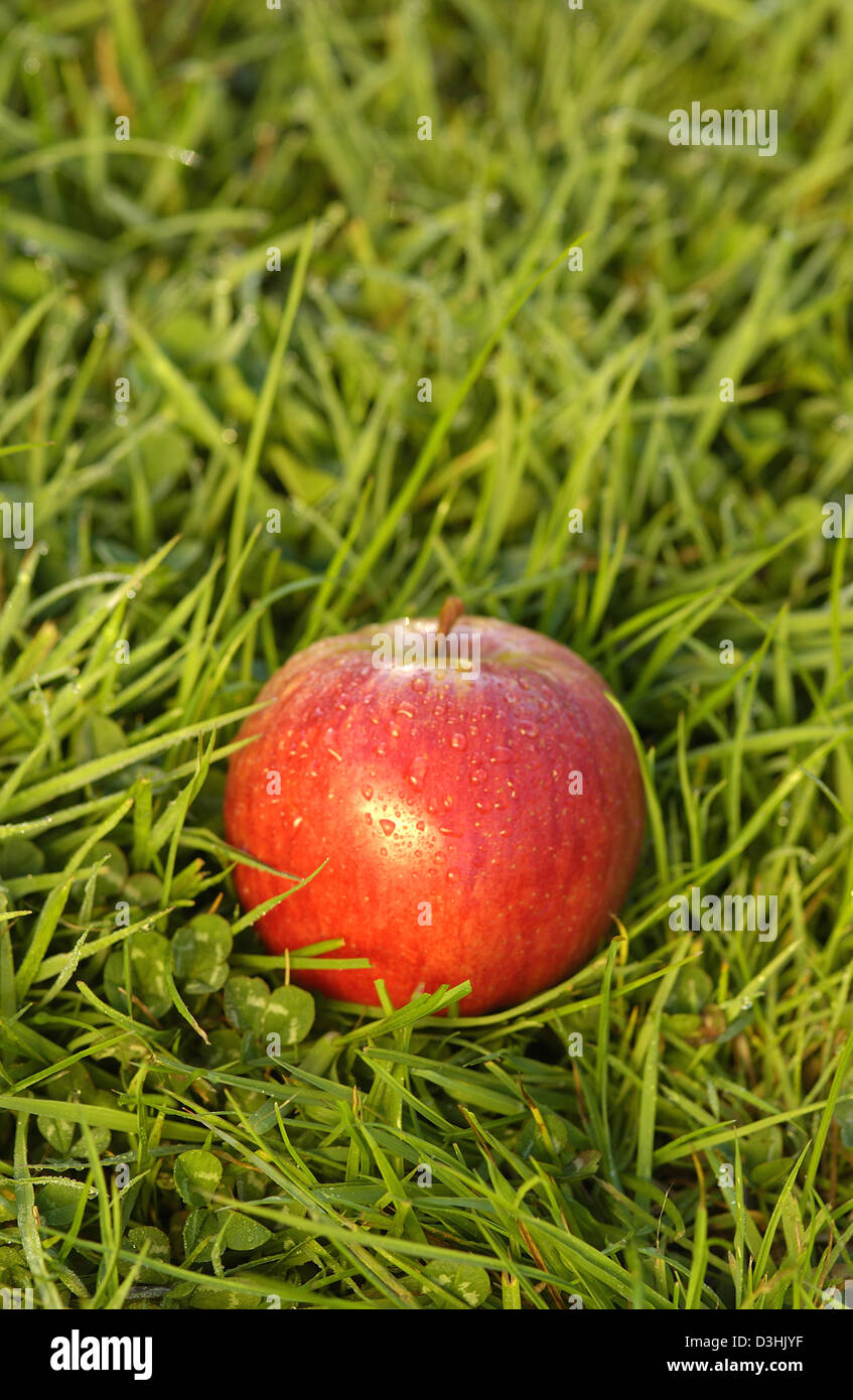 Red apple laying on grass Stock Photo - Alamy