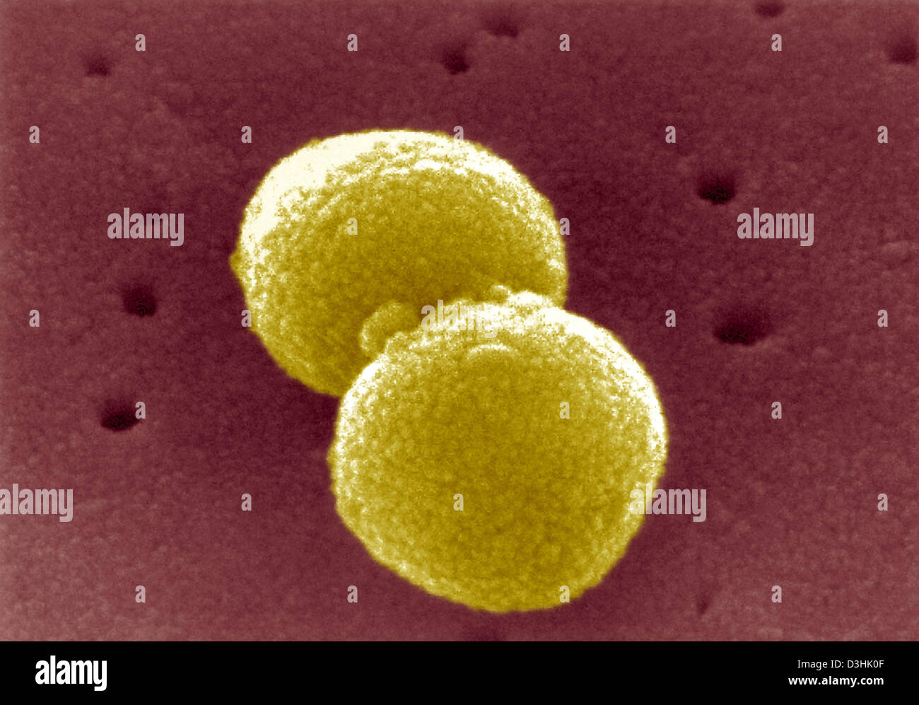 Micrococcus sp hi-res stock photography and images - Alamy
