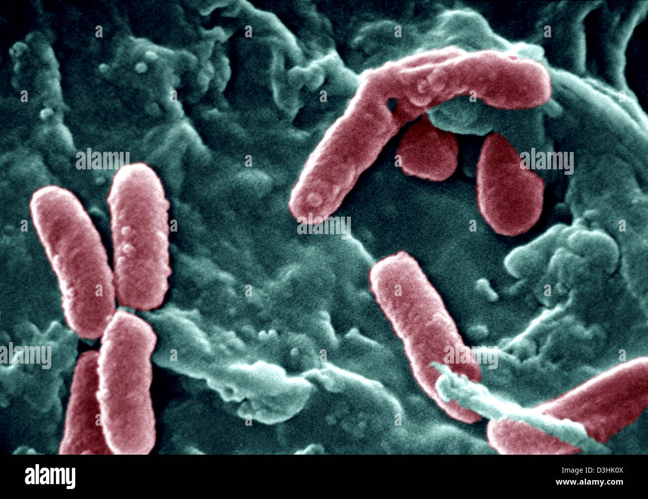 PSEUDOMONAS AERUGINOSA Stock Photo - Alamy