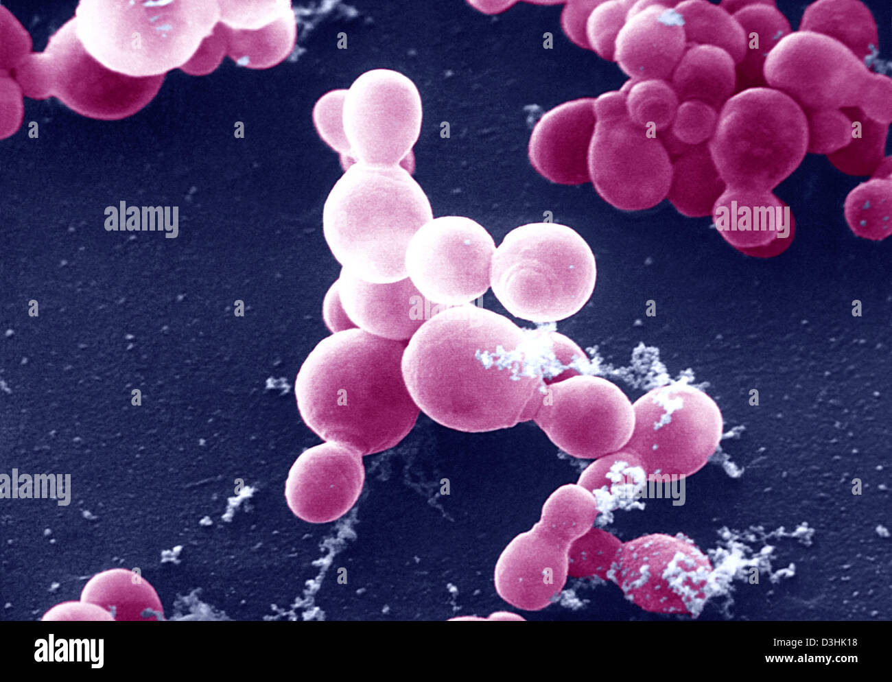 Electron micrograph malassezia furfur hi-res stock photography and ...