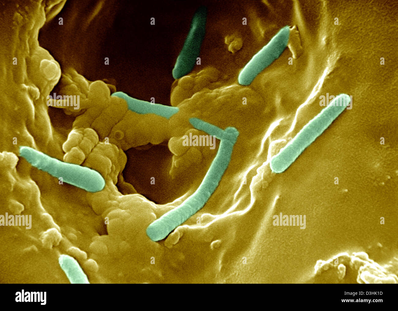 Pseudomonas aeruginosa microscope hi-res stock photography and images ...