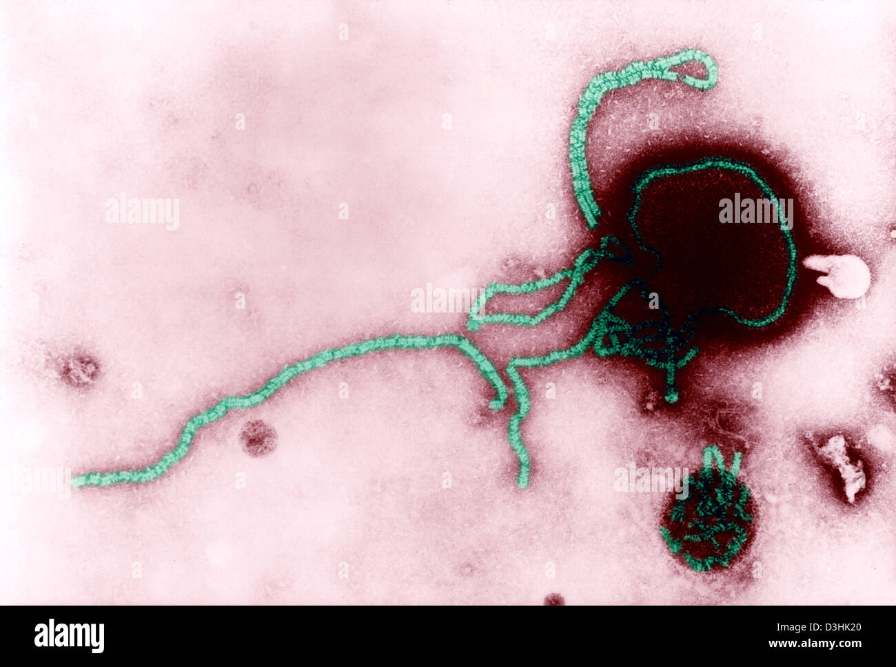 Parainfluenza virions hi-res stock photography and images - Alamy
