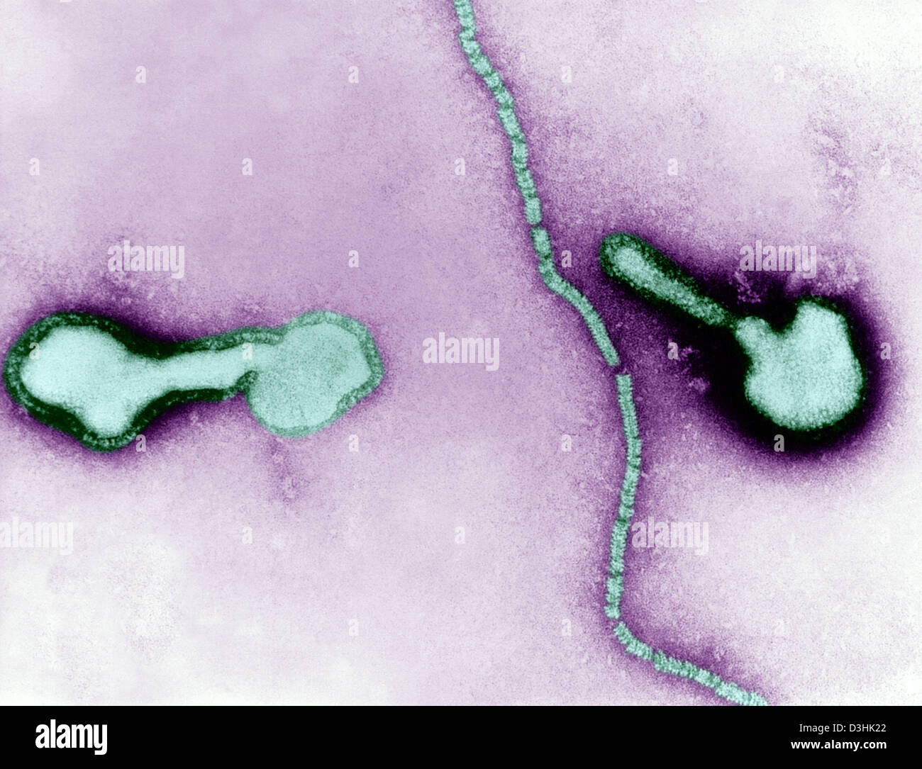 Parainfluenza virions hi-res stock photography and images - Alamy