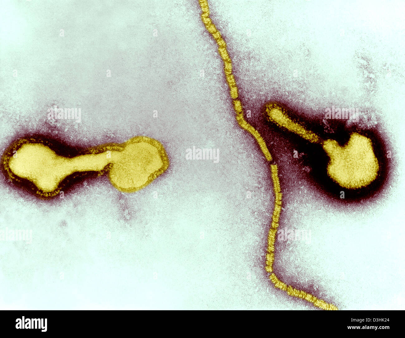 Parainfluenza virions hi-res stock photography and images - Alamy