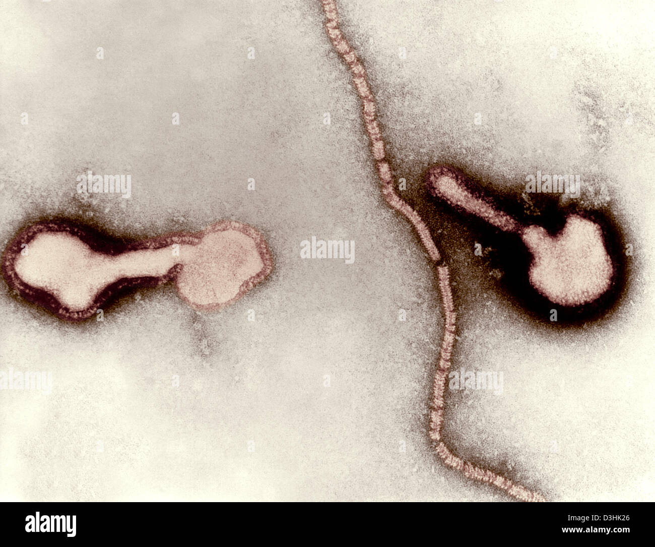 Parainfluenza virions hi-res stock photography and images - Alamy