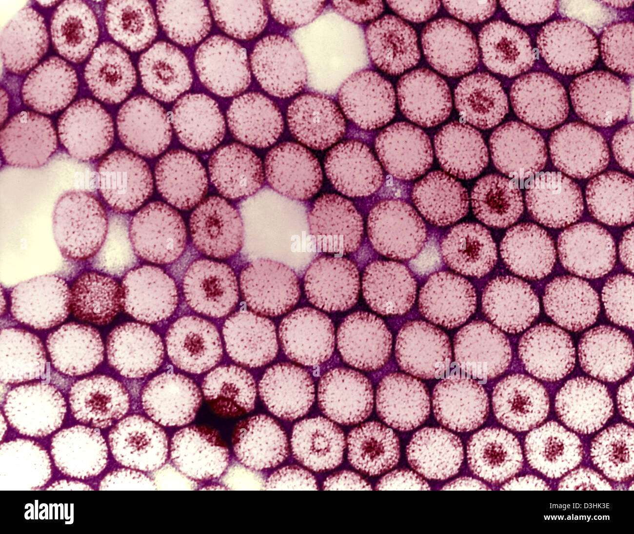 Reoviridae hi-res stock photography and images - Alamy