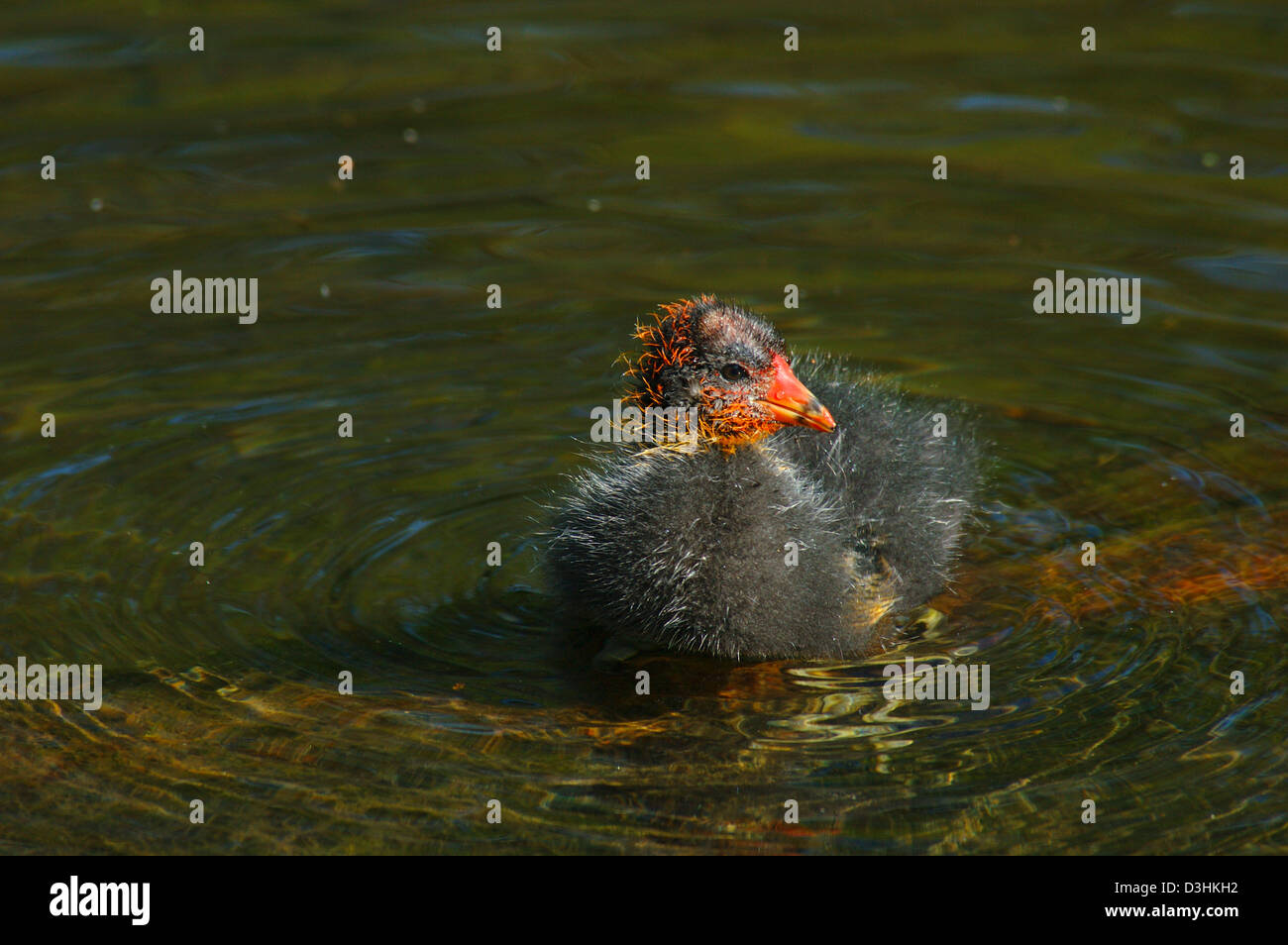 Crystal springs lake portland hi-res stock photography and images - Alamy
