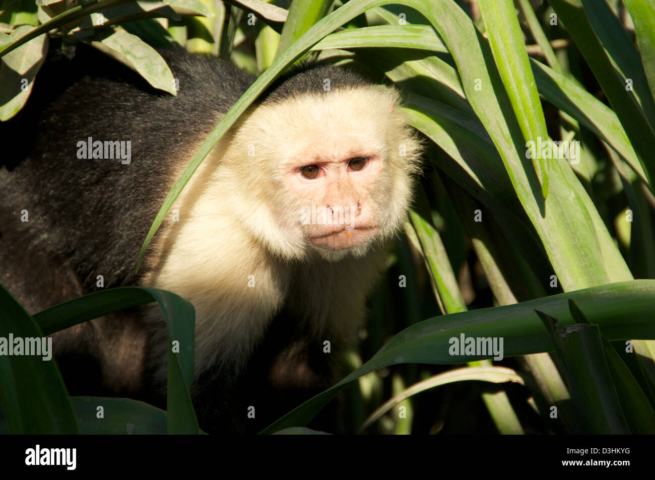 White Faced Monkey capuchin Costa Rica Stock Photo - Alamy
