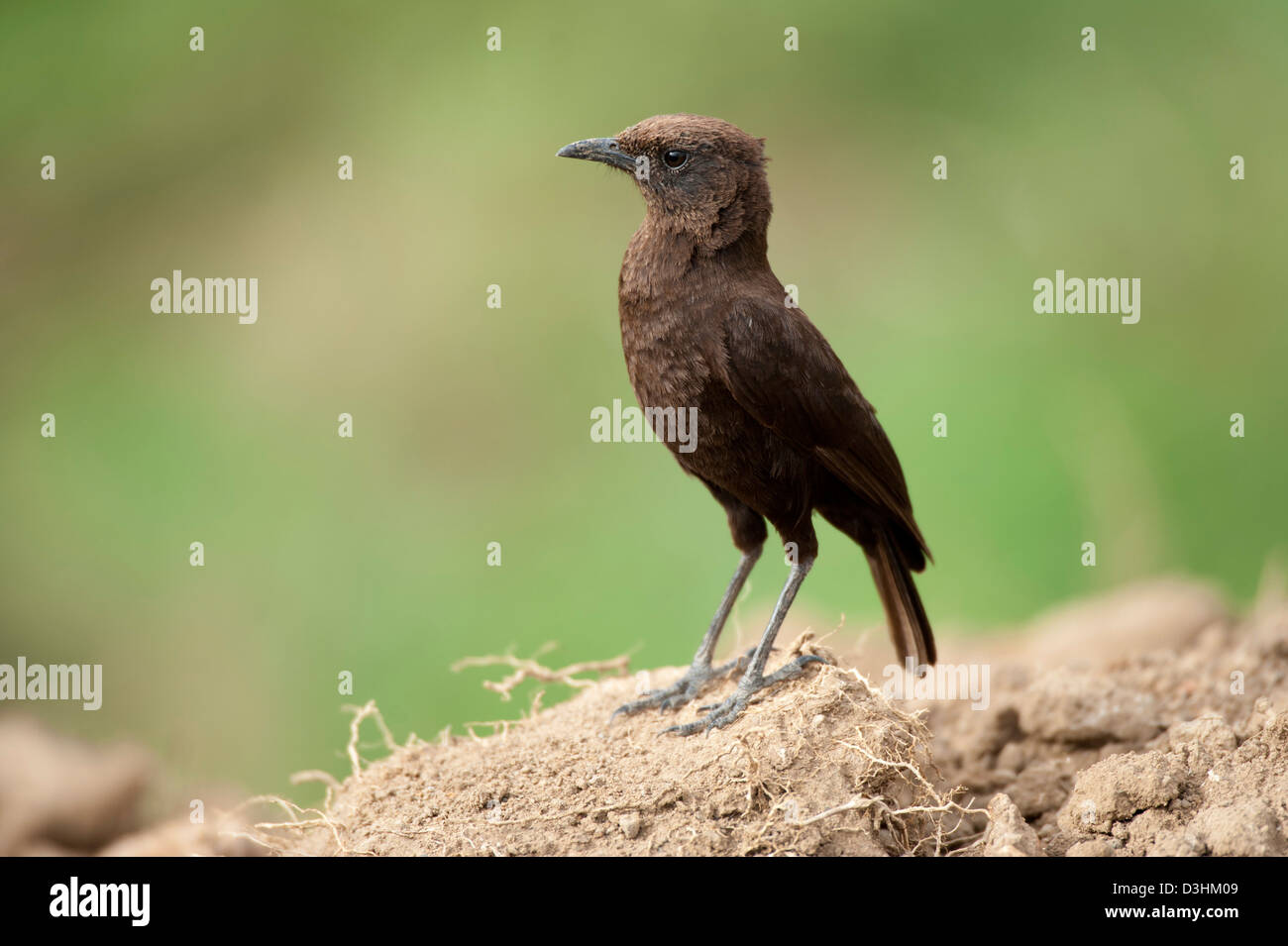 Northern Anteater chat, Myrmecocichla aethiops, Lake Nakuru National ...