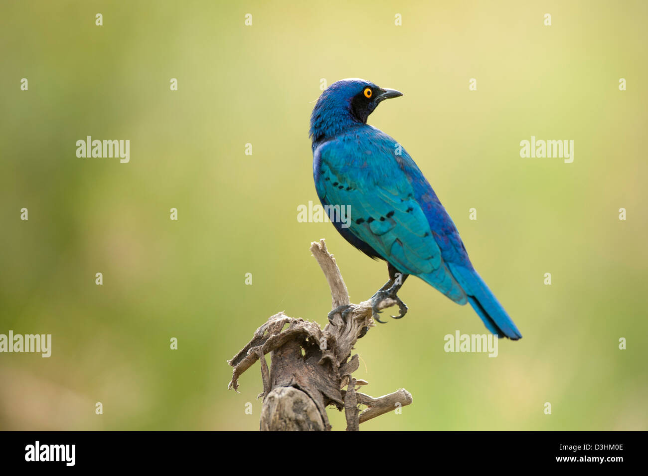 Kenyan starling hi-res stock photography and images - Alamy