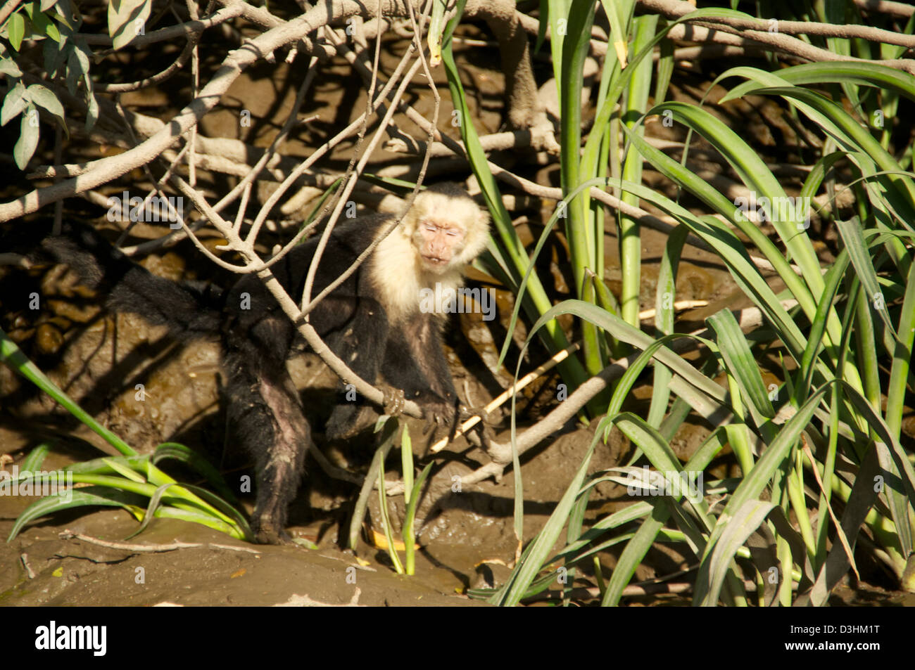 White Faced Monkey capuchin Costa Rica Stock Photo - Alamy