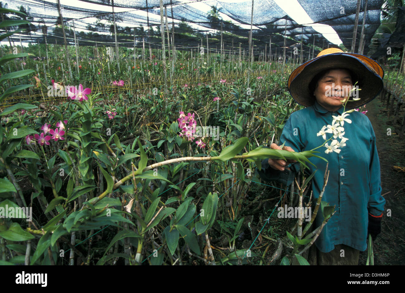 Horticulture farmers hi-res stock photography and images - Alamy