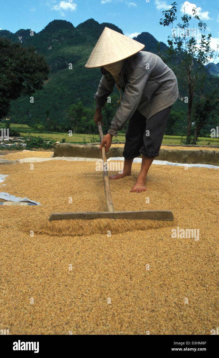 Peasant rice farmers vietnam hi-res stock photography and images - Alamy