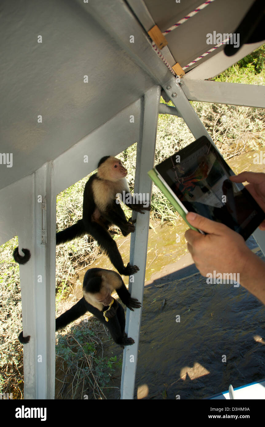 White Faced Monkey capuchin Costa Rica Stock Photo - Alamy
