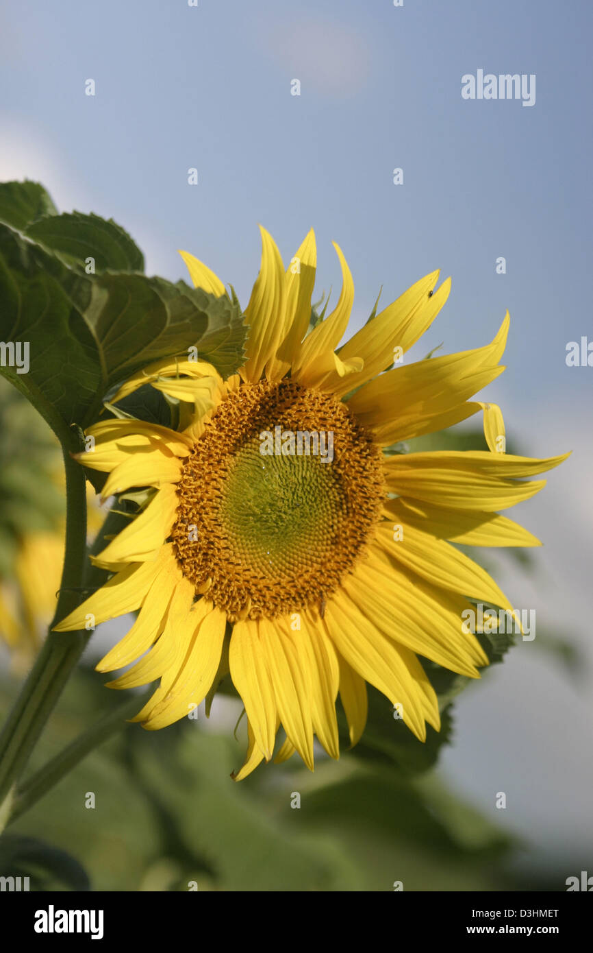 Oil producing flowers hi-res stock photography and images - Alamy