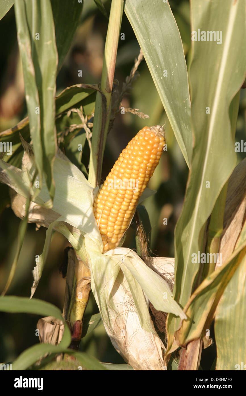 Corn field zoom hi-res stock photography and images - Alamy