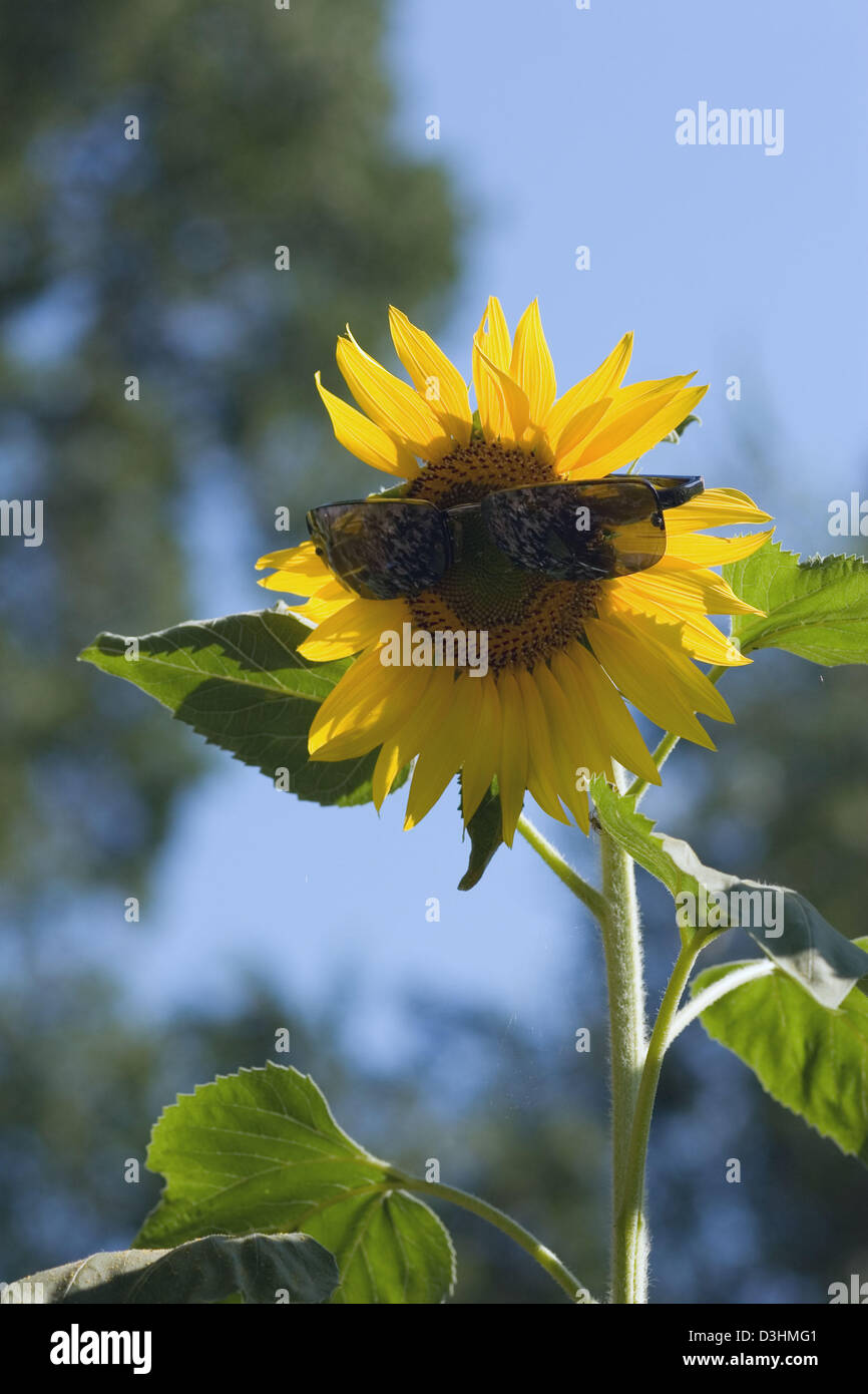 Photophobia eye hi-res stock photography and images - Alamy
