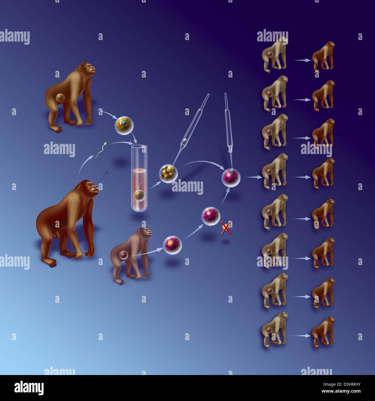 Cloning monkey hi-res stock photography and images - Alamy