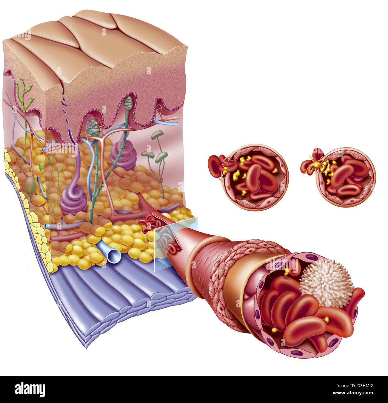 Strata layers illustration Cut Out Stock Images & Pictures - Alamy