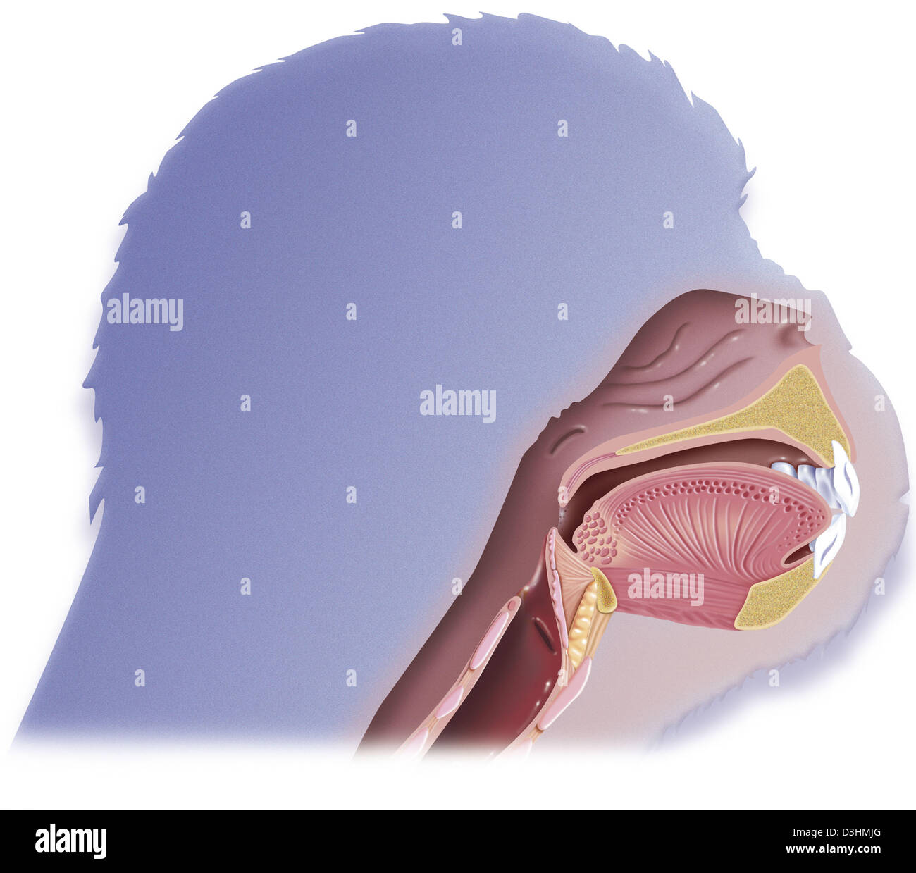 Chimpanzee anatomy hi-res stock photography and images - Alamy